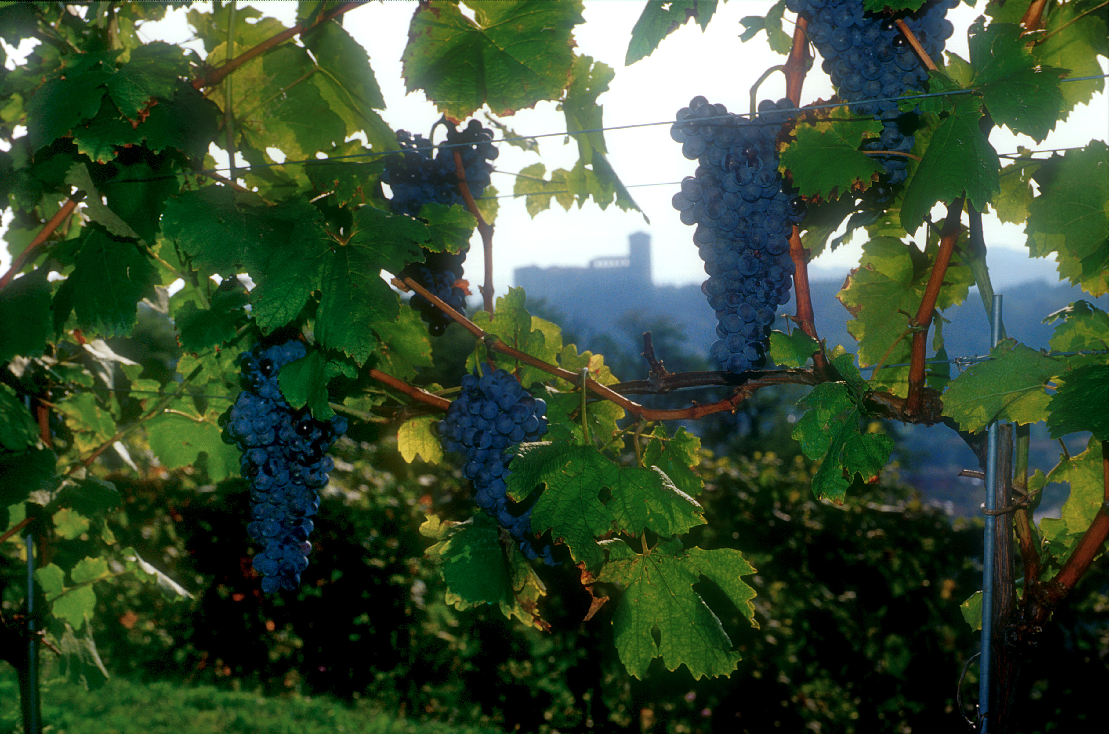 Benvenuto tra i vigneti