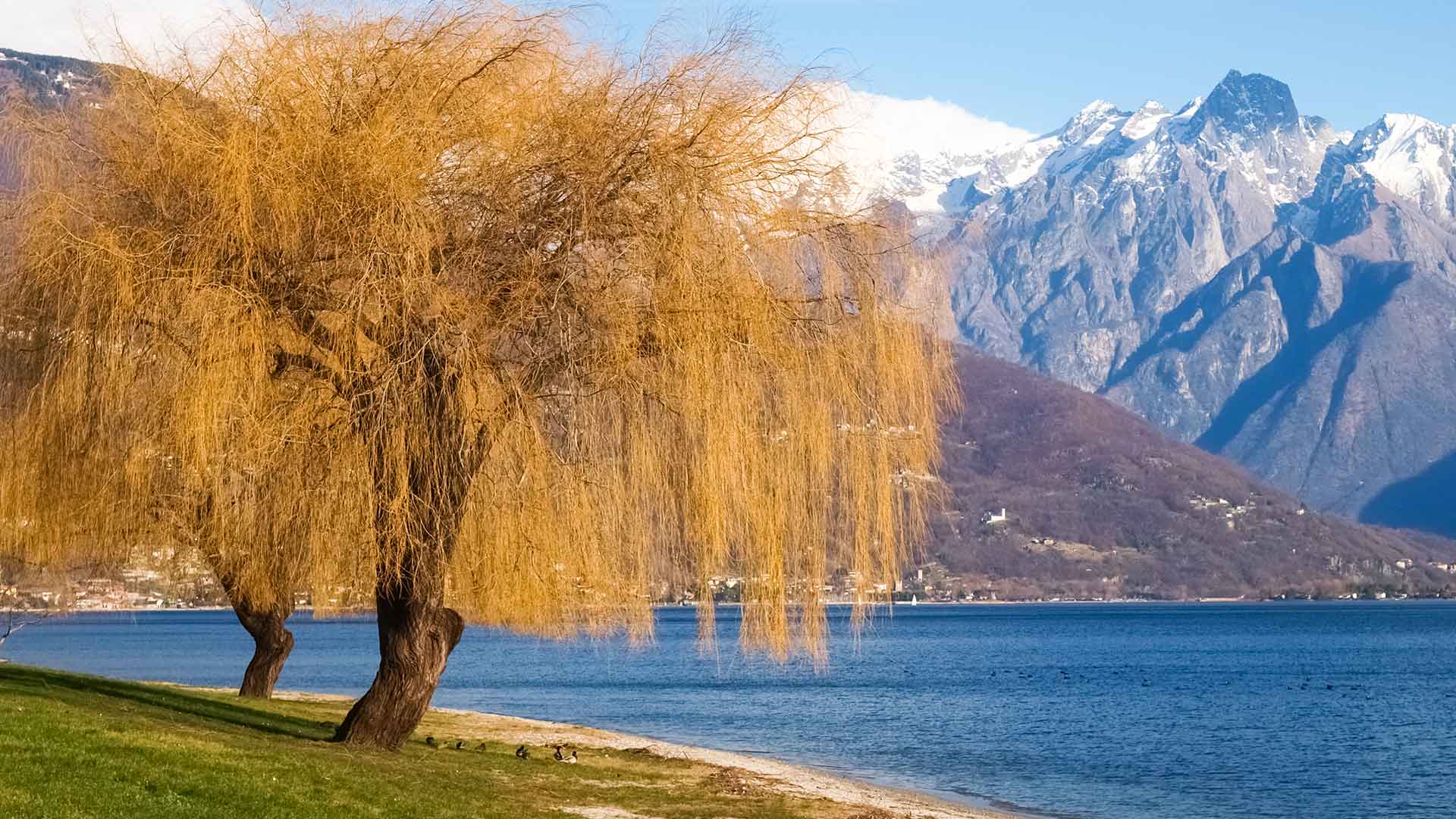 5 Thing-to-do in Domaso