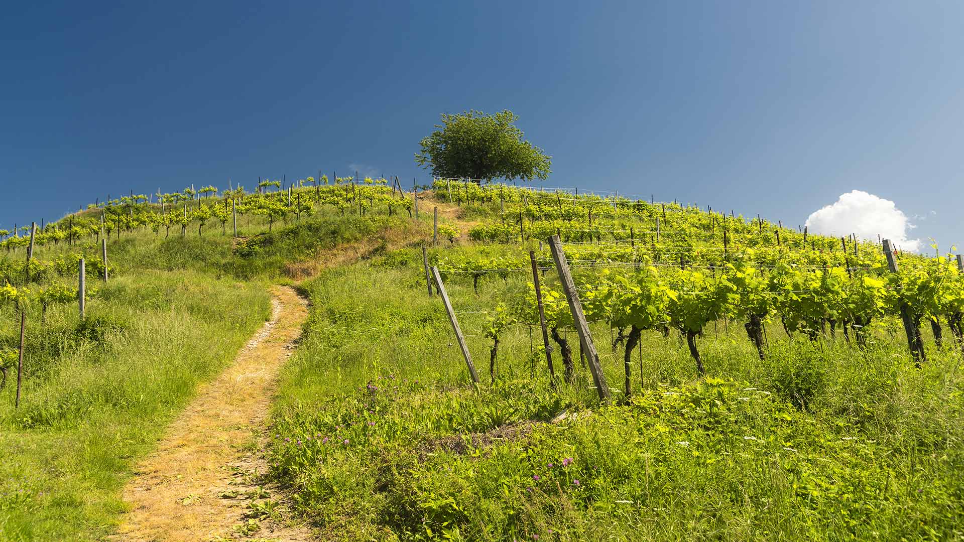 Parco di Montevecchia e Valle del Curone