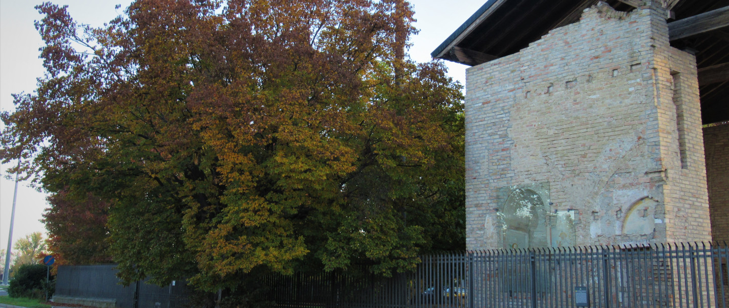 Il Carpino del Santuario di Pandino